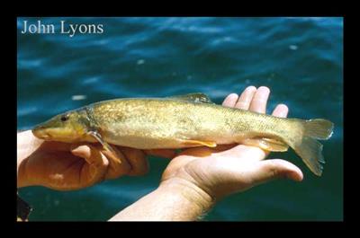 Rising Water Temperatures Change Timing of Great Lakes Fish Migrations ...